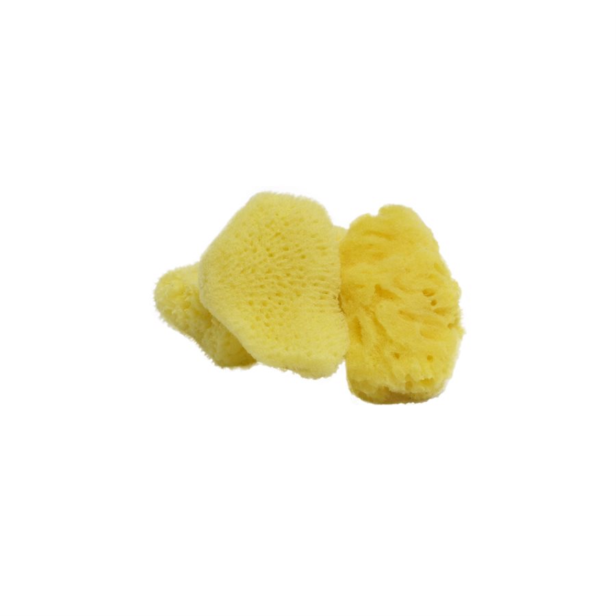 Types Of Sea Sponges Variety Is King Tuff Sponge